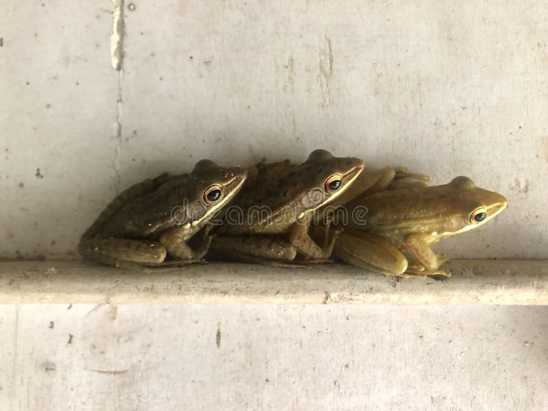 Three frogs lined up stock image. Image of invertebrate - 249101961