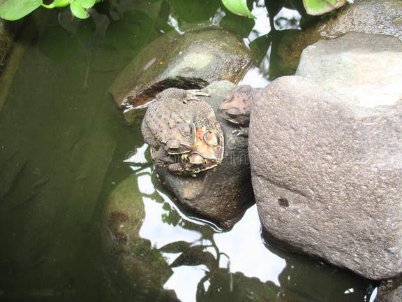 Three Frogs on a Rock in the Middle of a Pond Stock Photo - Image of pond, middle: 262179464