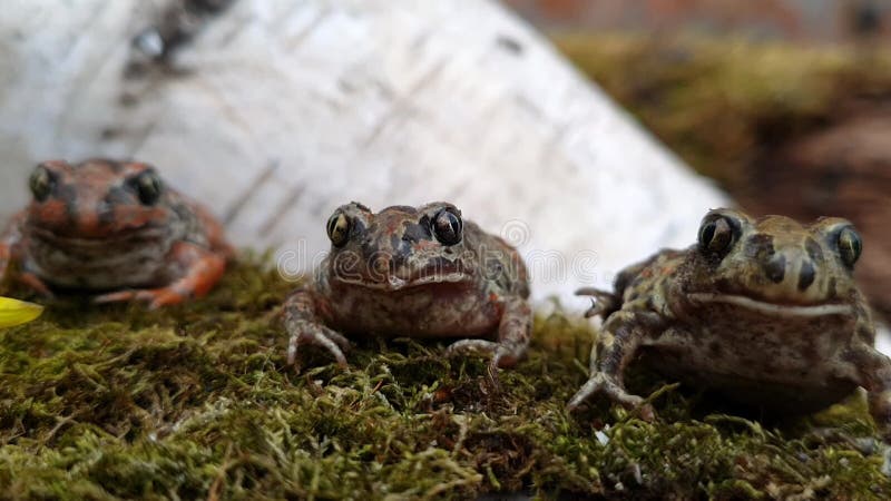 Three Frogs Sit Side by Side. Cute Three Wild Frogs in Spring. Stock ...