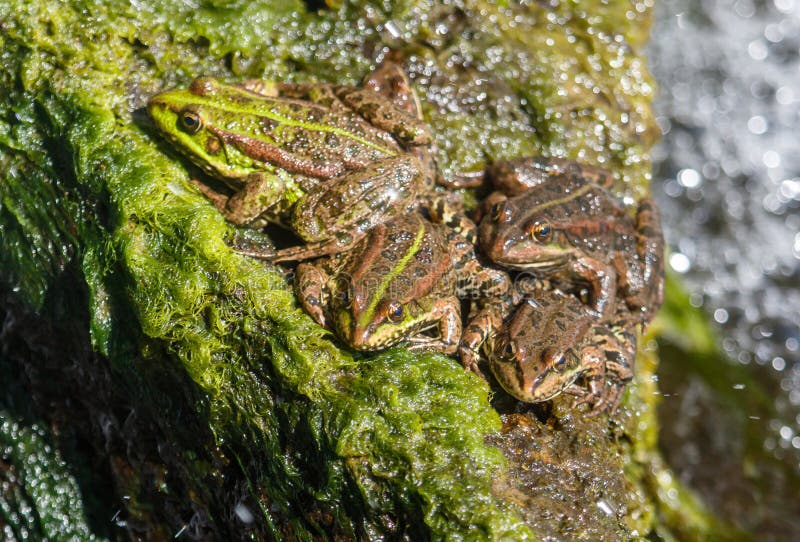 Three Frogs are Sitting on a Green Rock. Stock Photo - Image of detail ...