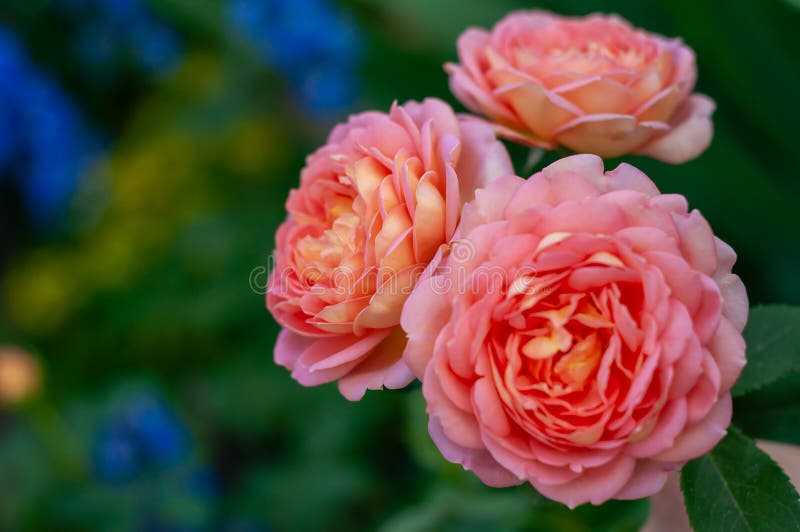 Three Fully Bloomed Coral Roses Create a Captivating Display in a ...