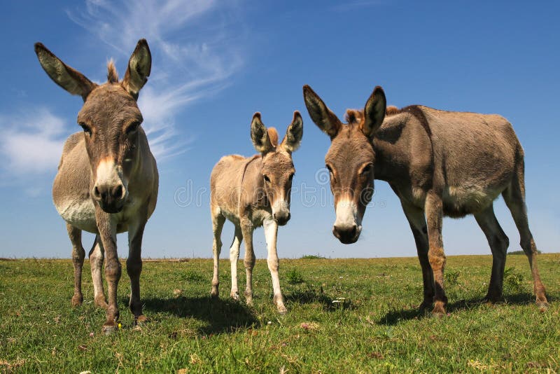 Three Funny Curious Donkeys is Staring Stock Photo - Image of brown ...