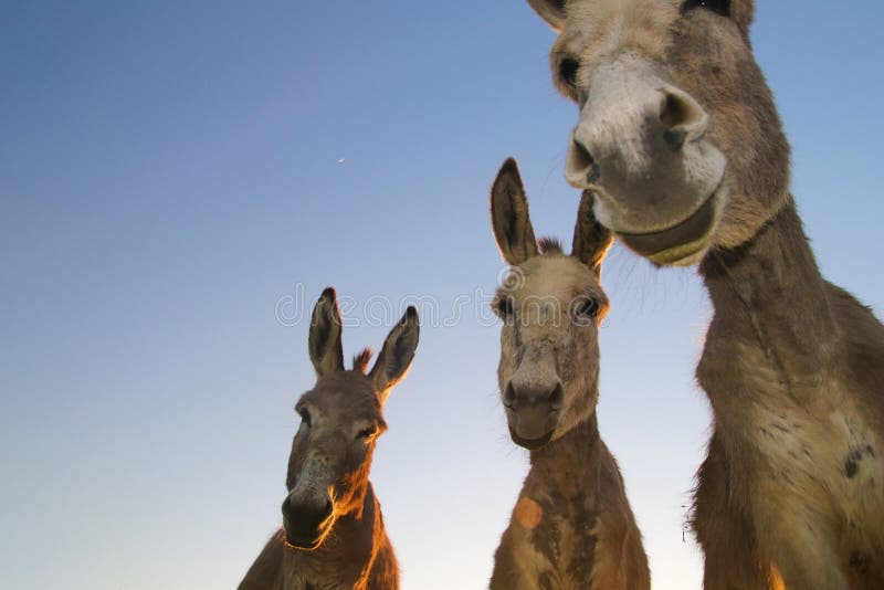 Three funny donkeys stock image. Image of farm, blue - 116175399