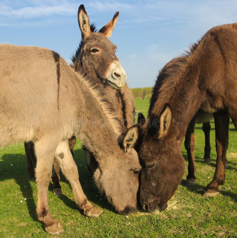 Two Funny Donkeys Looking at Camera. Donkeys in Farm Behind Fence ...