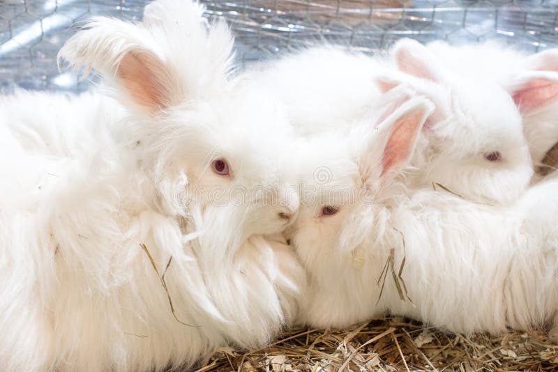 Three Funny Fluffy White Angora Rabbit in a Cage Stock Image - Image of ...