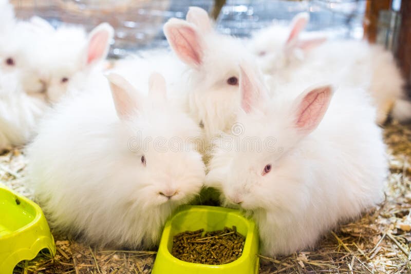 Three Funny Fluffy White Angora Rabbit in a Cage Stock Image - Image of ...