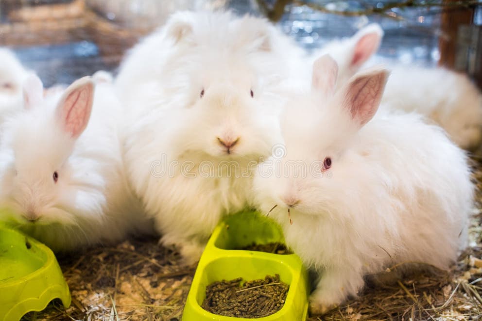 Three Funny Fluffy White Angora Rabbit in a Cage Stock Photo - Image of ...