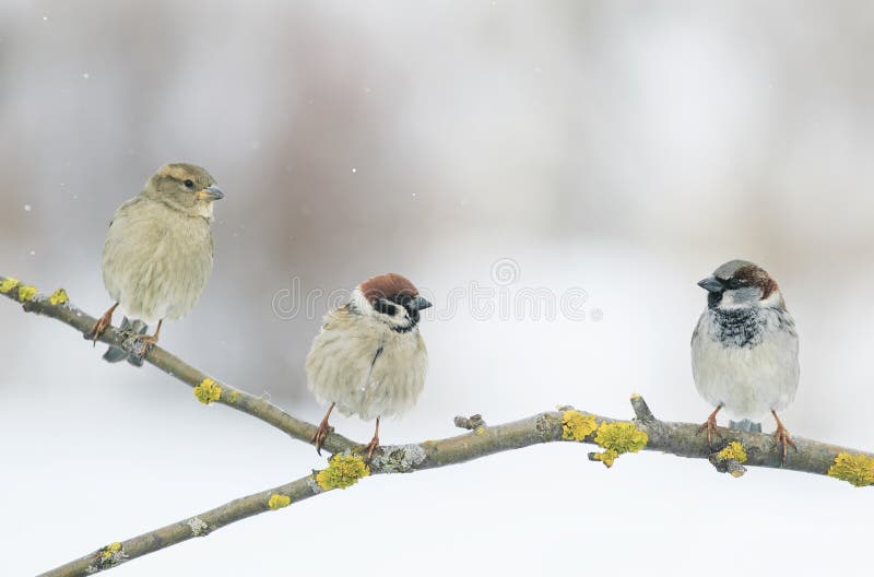 Three Sparrow Birds Sitting on a Branch of a Flowering Apple Tree with ...
