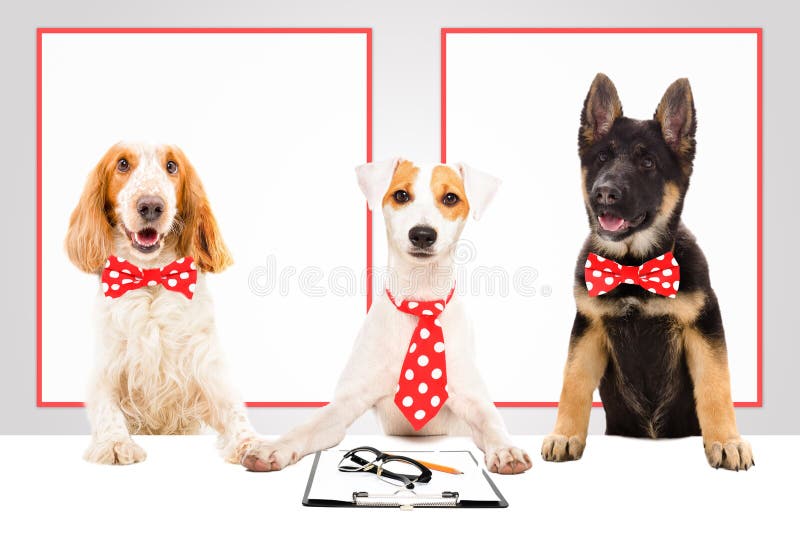 Three funny office dogs stock photo. Image of chief - 121099042