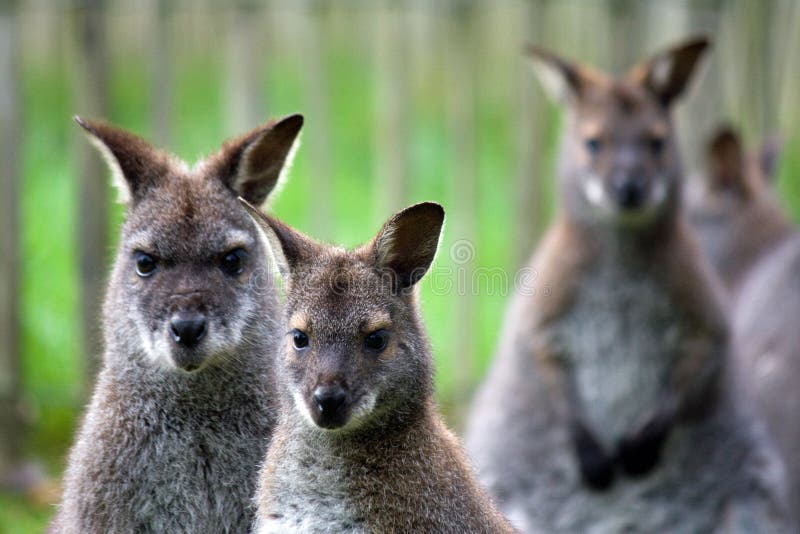 Three Funny Wallabies on a Row Stock Image - Image of face, furry: 16898229