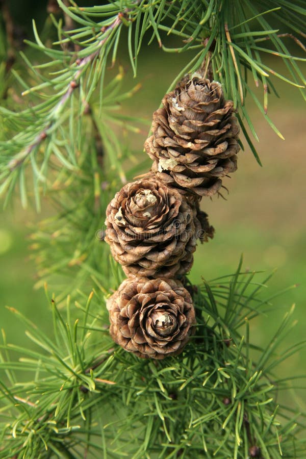 Three Fur Cones stock photo. Image of holiday, nature - 1321030