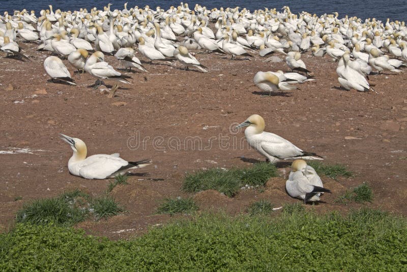 Northern gannets isolated stock photo. Image of coastal - 43520132