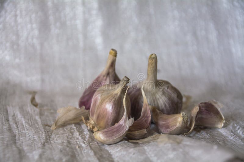 Three Garlic Bulbs on White Background Stock Photo - Image of grey ...