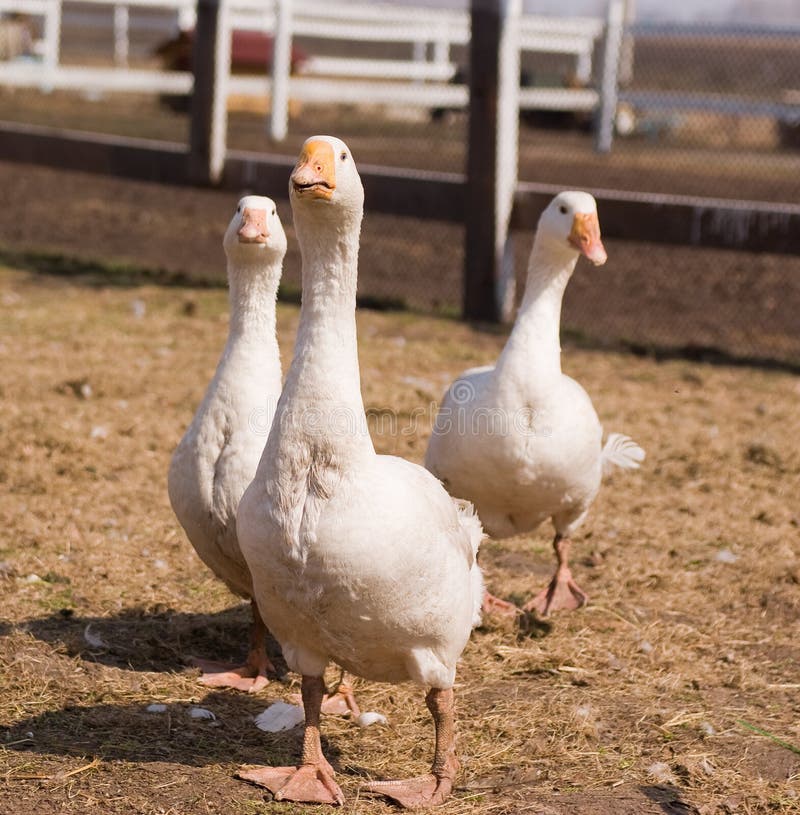 Three geese stock image. Image of rural, farming, bird - 14592433