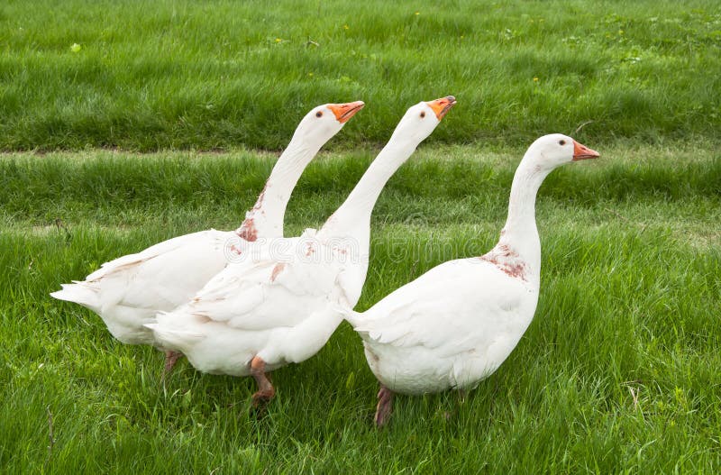 Three Geese on Pushkar Lake Rajasthan Stock Photo - Image of goose ...
