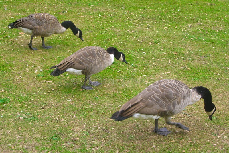 Three geese stock photo. Image of wildlife, feed, goose - 21496554