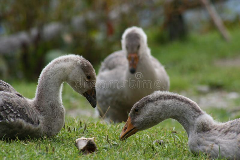 Three Geese on Pushkar Lake Rajasthan Stock Photo - Image of goose ...
