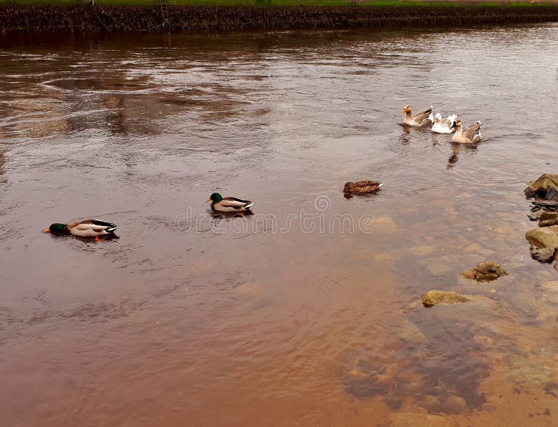 Chasing Ducks stock photo. Image of happy, herd, child - 11055396