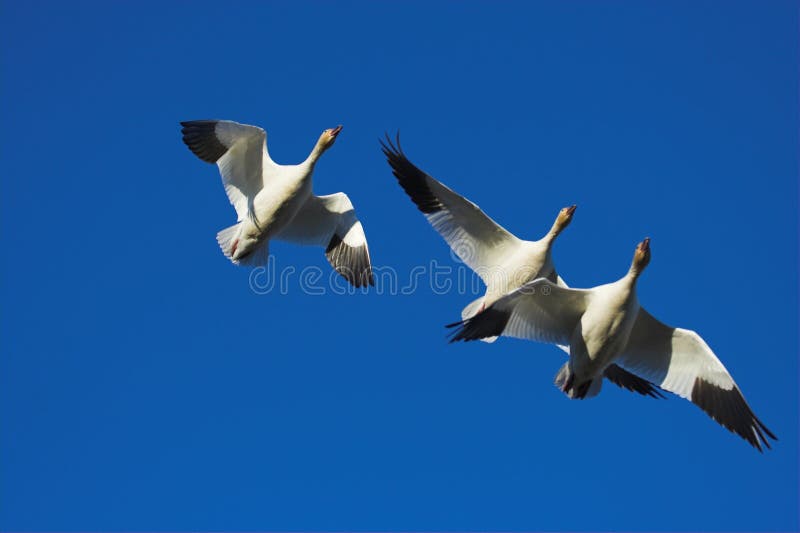 Snow Geese in Flight stock photo. Image of geese, nature - 8483736