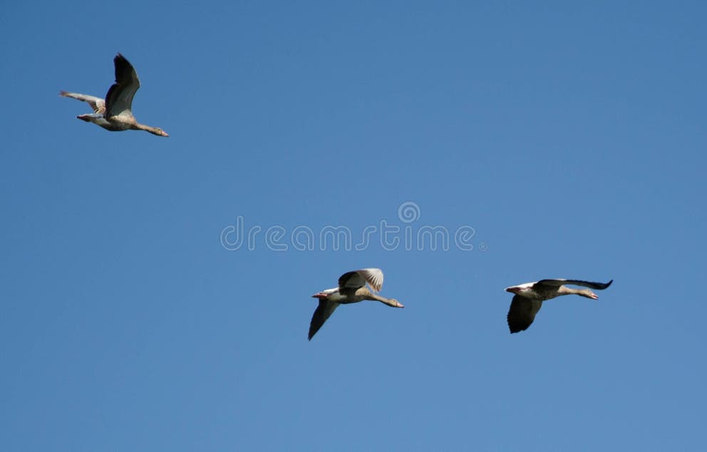 Three Geese Flying stock image. Image of bird, flight - 75209085