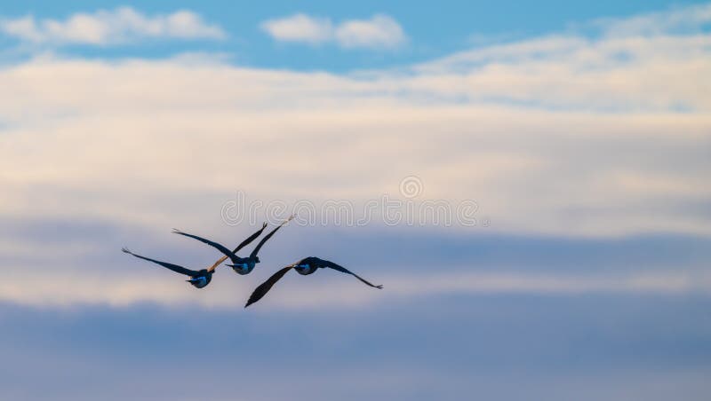 Three Geese Flying Cloudy Blue Sky Stock Photos - Free & Royalty-Free ...