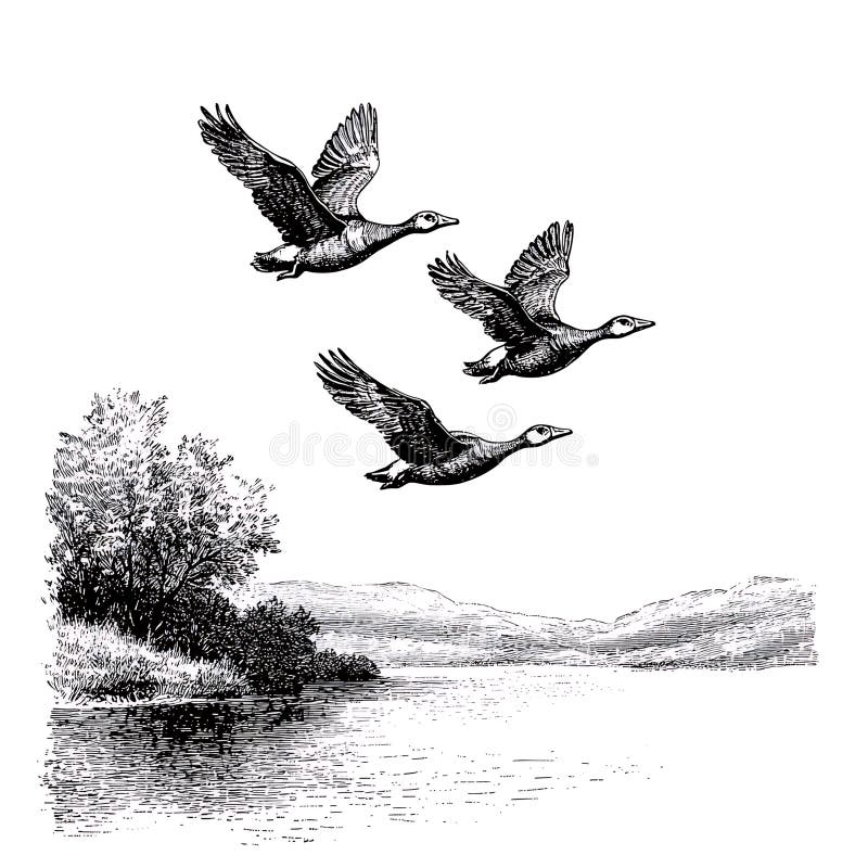 Three Geese Flying Over Lake and Trees. (1 Stock Illustration ...