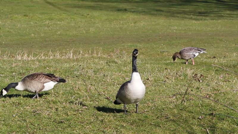Three Canada Geese by the Pond Stock Footage - Video of preservation ...