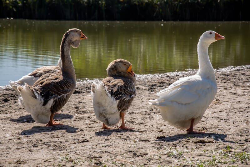 Three geese on the river stock image. Image of shore - 57588281