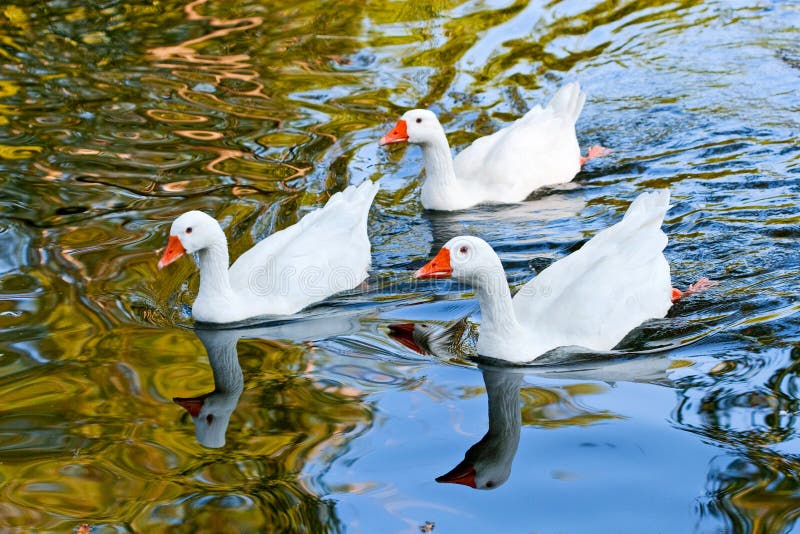 Three geese swimming stock image. Image of group, animal - 17495669