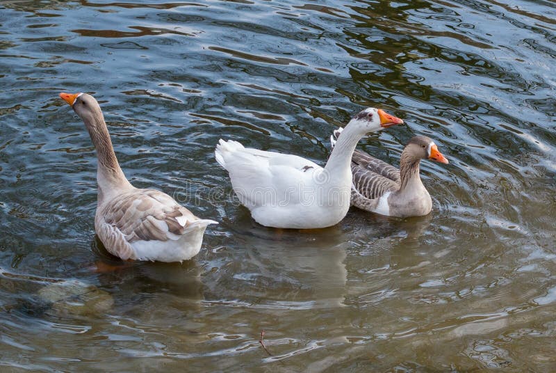 Three Geese Swimming in Water Stock Photo - Image of goose, dutch: 41818668