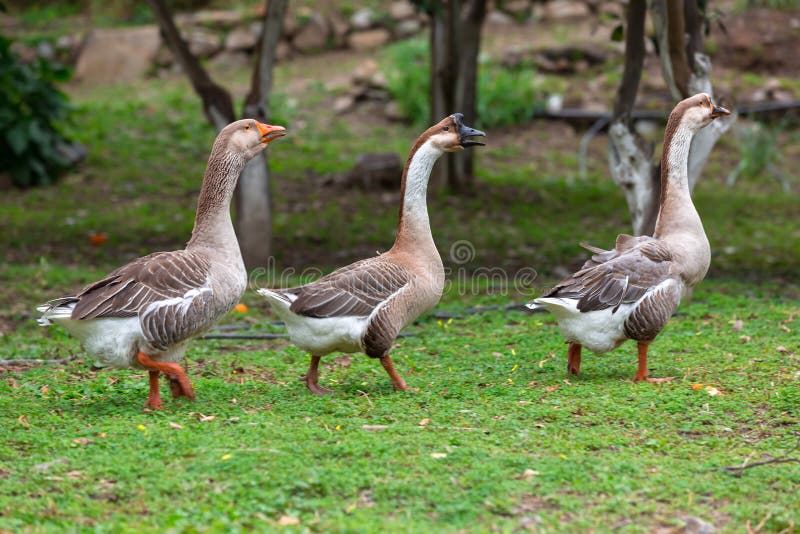 Three Geese on Pushkar Lake Rajasthan Stock Photo - Image of goose ...