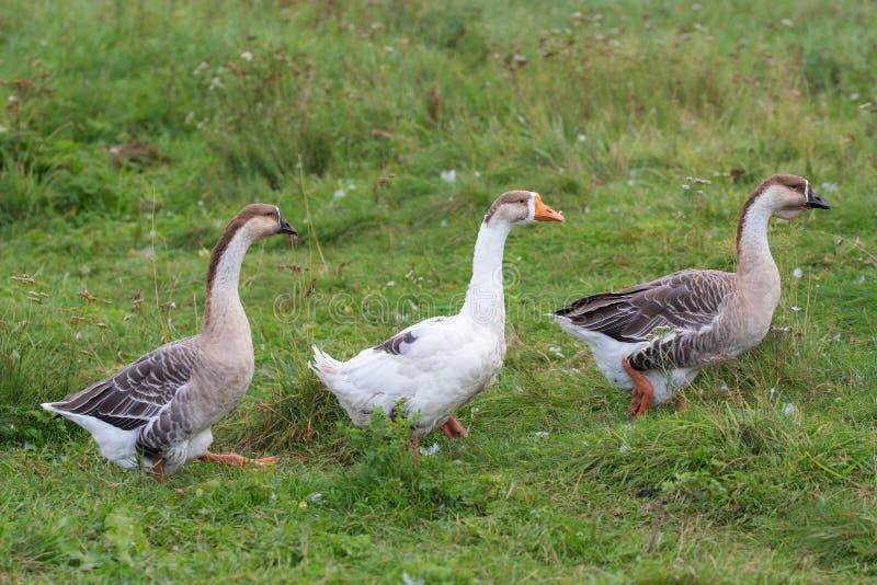 Three geese walk on grass stock photo. Image of outdoors - 77439084