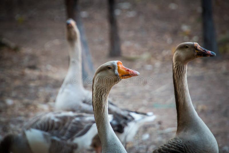Three Geese Walking Around in Their Enclosure Stock Image - Image of ...