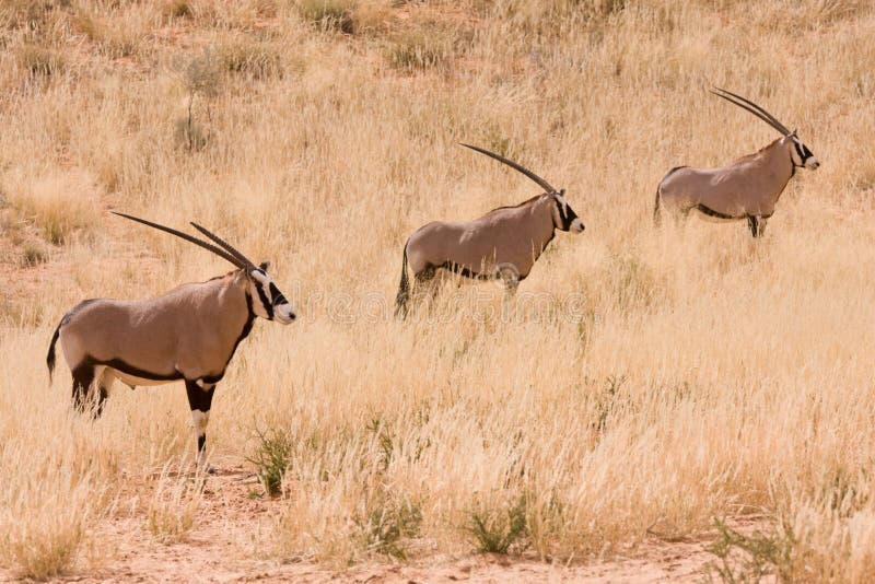 70+ Antelope prey Free Stock Photos - StockFreeImages