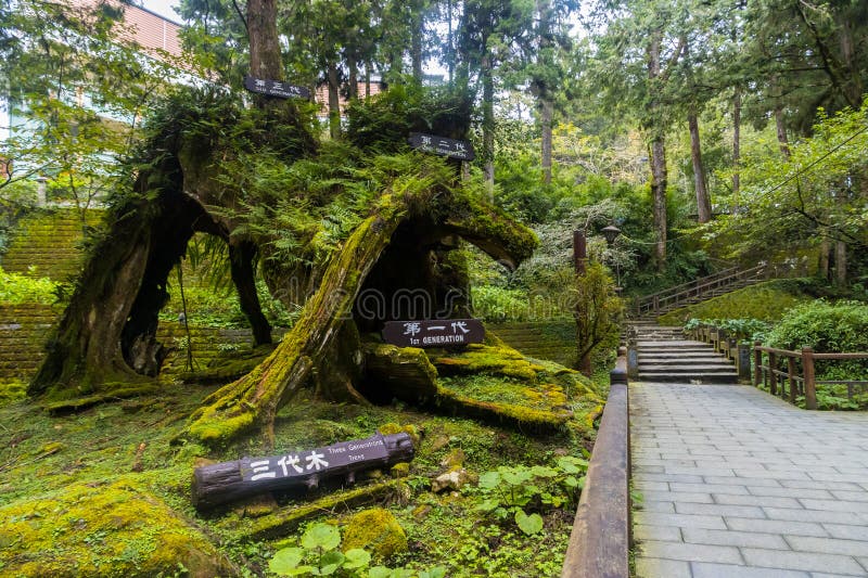 Three Generation Tree Inside Alishan National Forest Area in Chiyahi ...