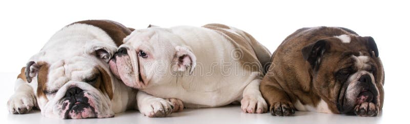 Three generations stock image. Image of animal, three - 53358399