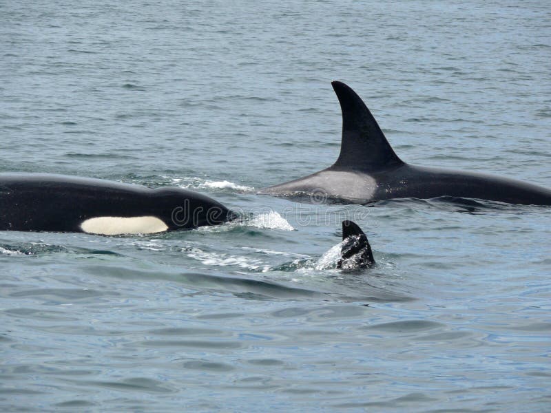 Orca family stock photo. Image of orca, three, orcas - 102801556