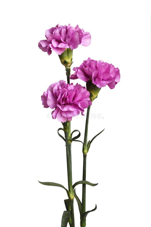 Three Gently Purple Carnations Isolated on White Background. Closeup ...