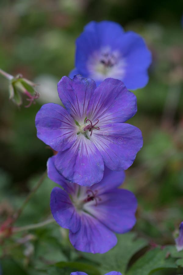Three Geranium Rozanne Plants Stock Photo - Image of garden, petal ...