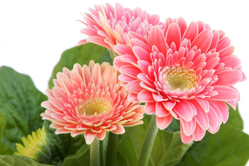 Gerbera plants stock image. Image of gerbera, sunflower - 18450803