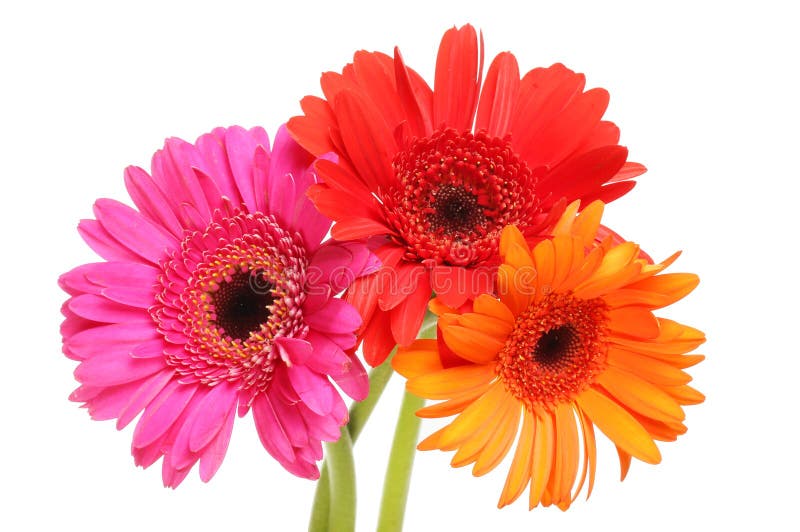 Three gerbera daisies stock image. Image of transvaal - 192621961