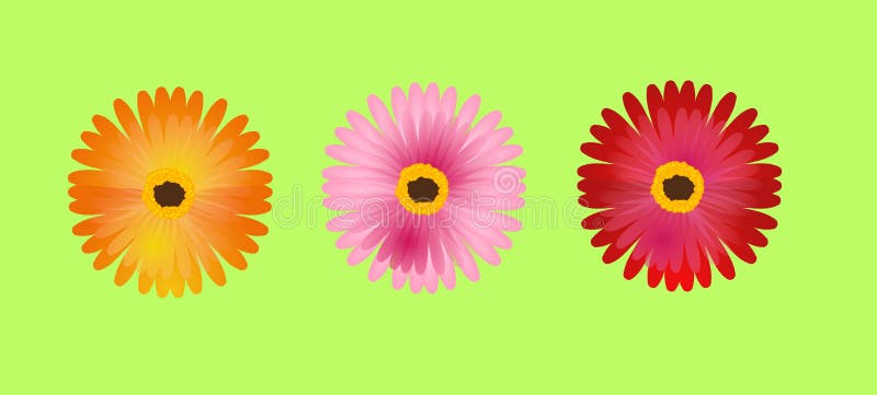 Three Gerbera Flowers. Vector Black and White Illustration. Stock ...