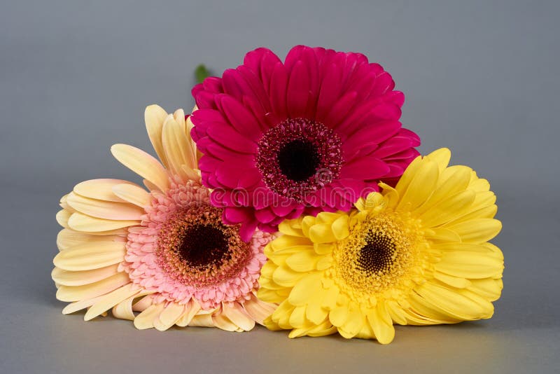 Three gerbera flowers stock photo. Image of close, gift - 94466844