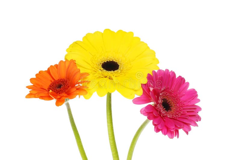 Three gerbera flowers stock image. Image of botanical - 174337611