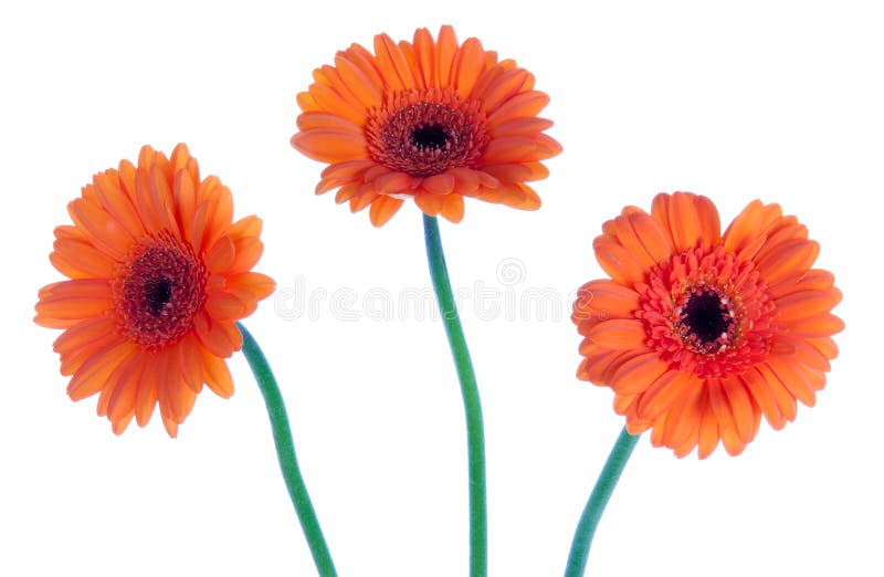 Three Gerbera, Isolated on White Stock Image - Image of decoration ...
