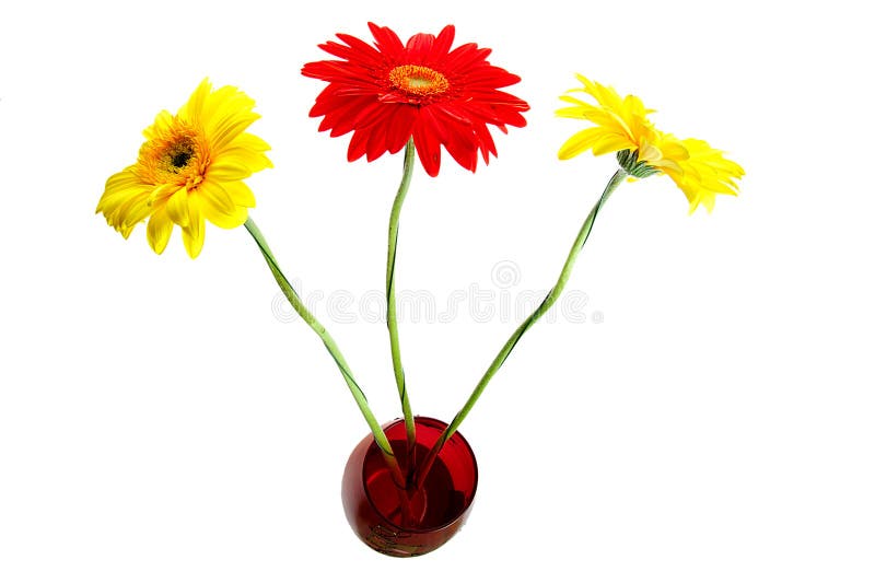 Three gerbera in the vase stock image. Image of beauty - 23975587
