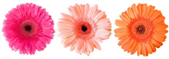 Three Gerberas stock photo. Image of plant, pink, beauty - 6423172