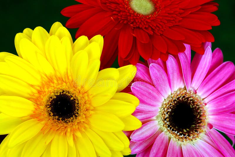 Three Gerberas Picture. Image: 761525