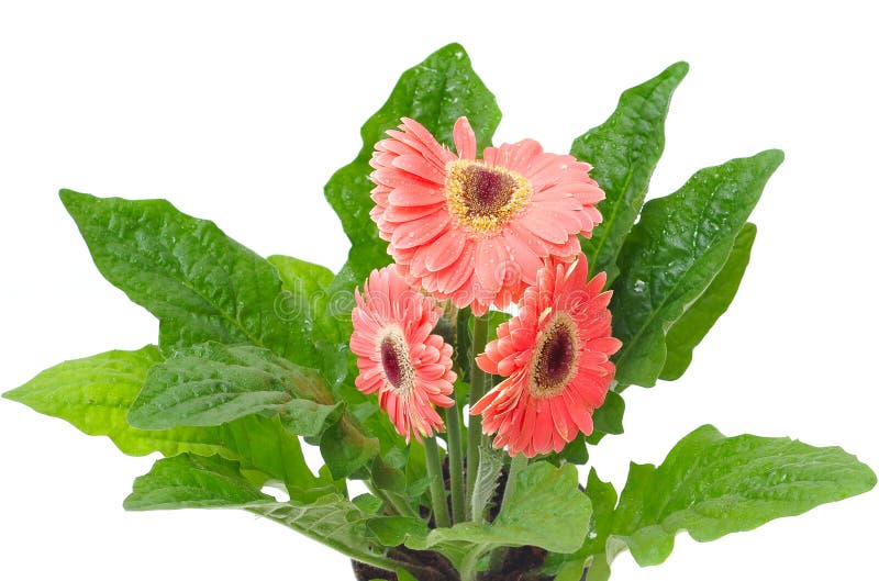 Three Gerberas with Green Leafs Stock Photo - Image of green, closeup ...