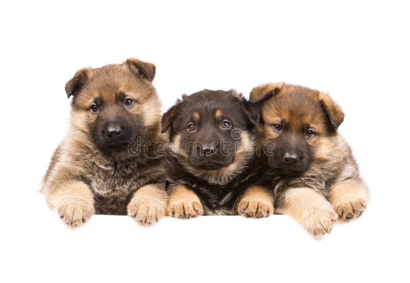 Three German Shepherd Puppies Stock Image - Image of puppy, pure: 941663